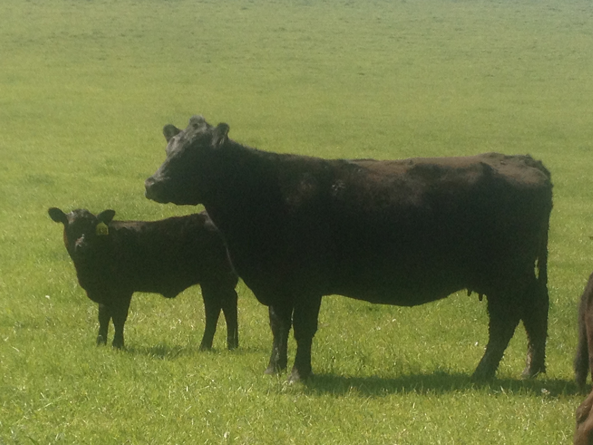 Dams – Waimara Angus